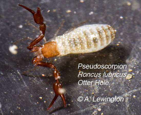 Life in the cave - Spiders